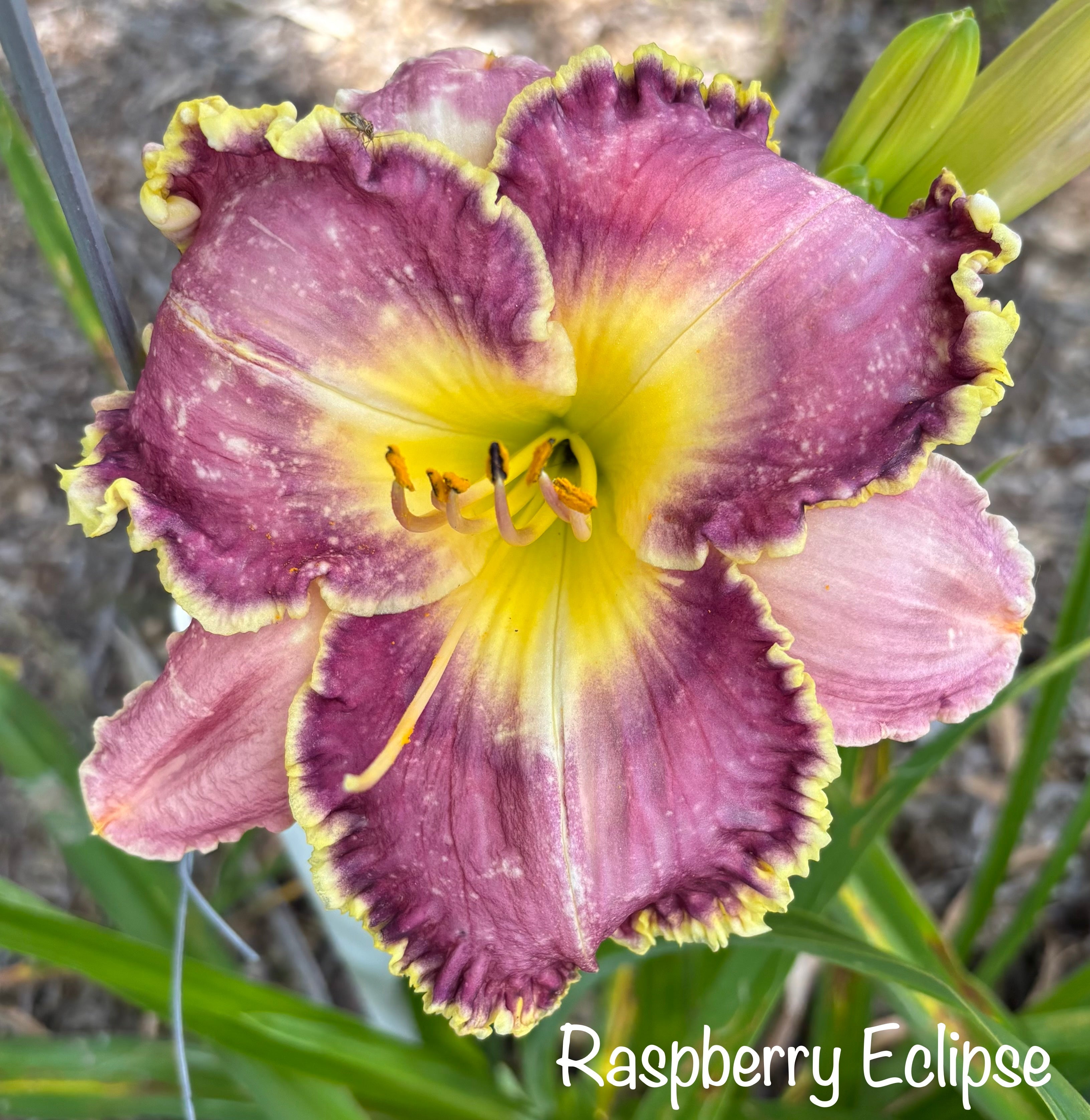 Raspberry Eclipse – Darmstadt Daylilies & More