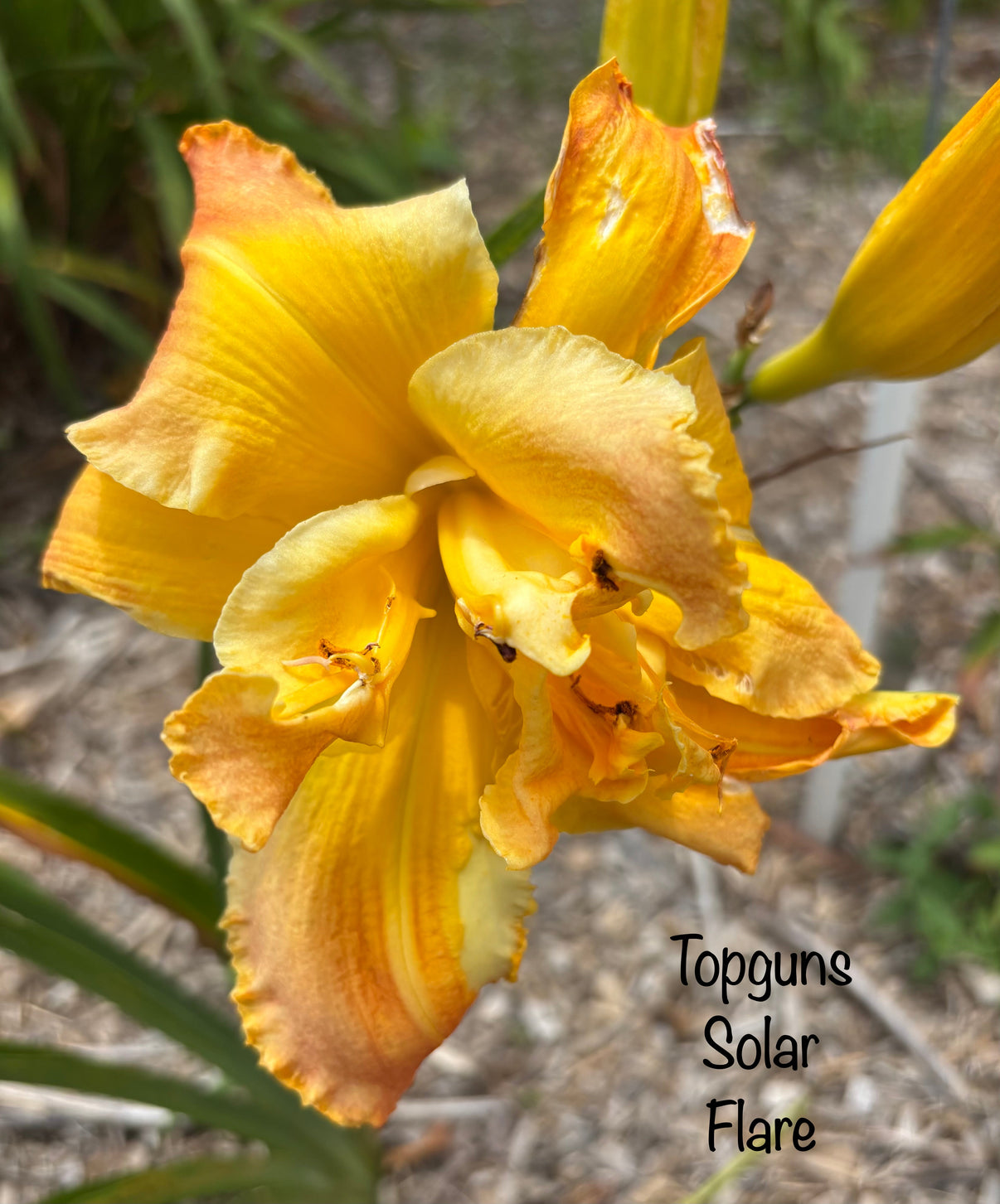 Topguns Solar Flare – Darmstadt Daylilies & More